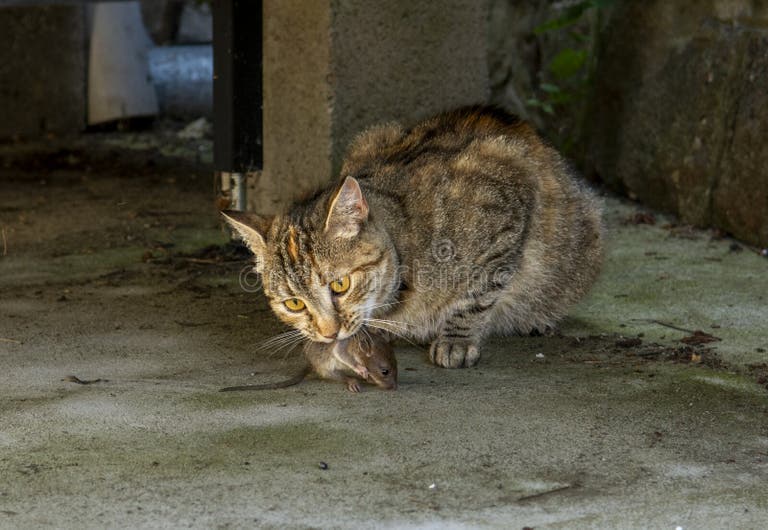 Grey Stripped Cat Holding a Mouse in Her Teeth. Cat Holding a Mouse in ...