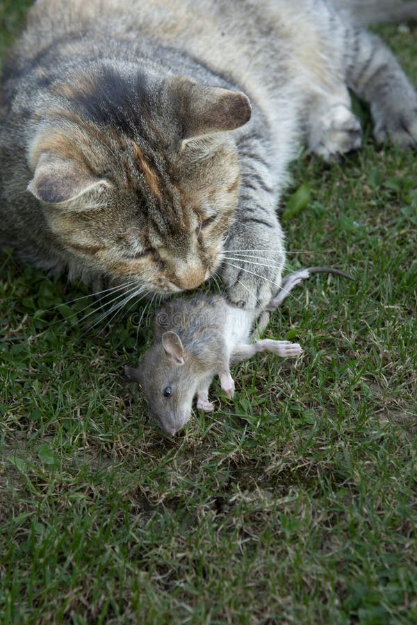 Grey Stripped Cat Holding a Mouse in Her Teeth. Cat Holding a Mouse in ...