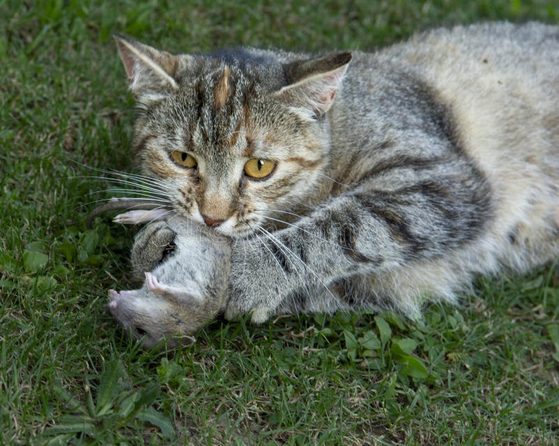 Grey Stripped Cat Holding a Mouse in Her Teeth. Cat Holding a Mouse in ...