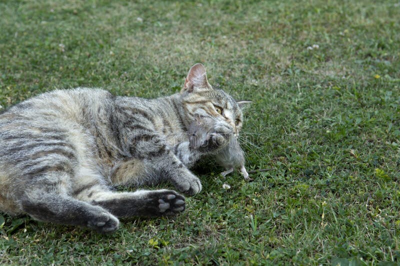 Grey Stripped Cat Holding a Mouse in Her Teeth. Cat Holding a Mouse in ...