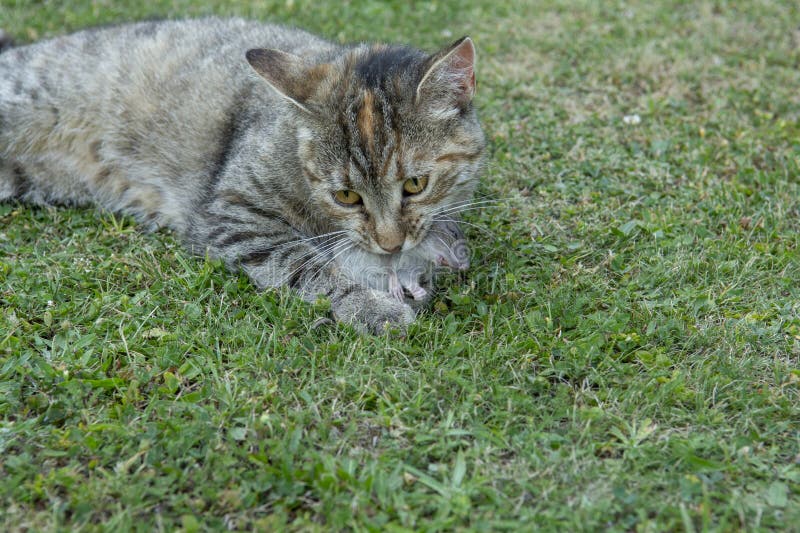 Grey Stripped Cat Holding a Mouse in Her Teeth. Cat Holding a Mouse in ...