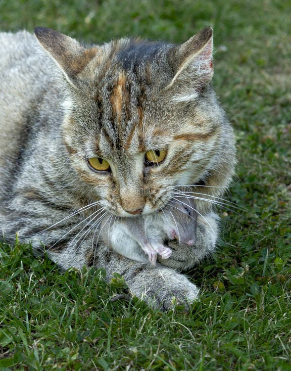 Grey Stripped Cat Holding a Mouse in Her Teeth. Cat Holding a Mouse in ...