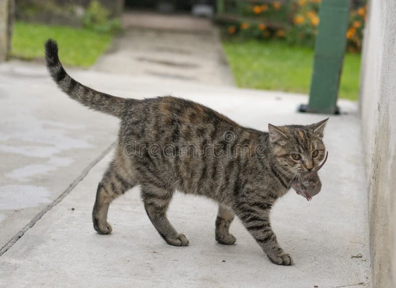 Grey Stripped Cat Holding a Small Grey Mouse in Her Teeth. Stock Image ...