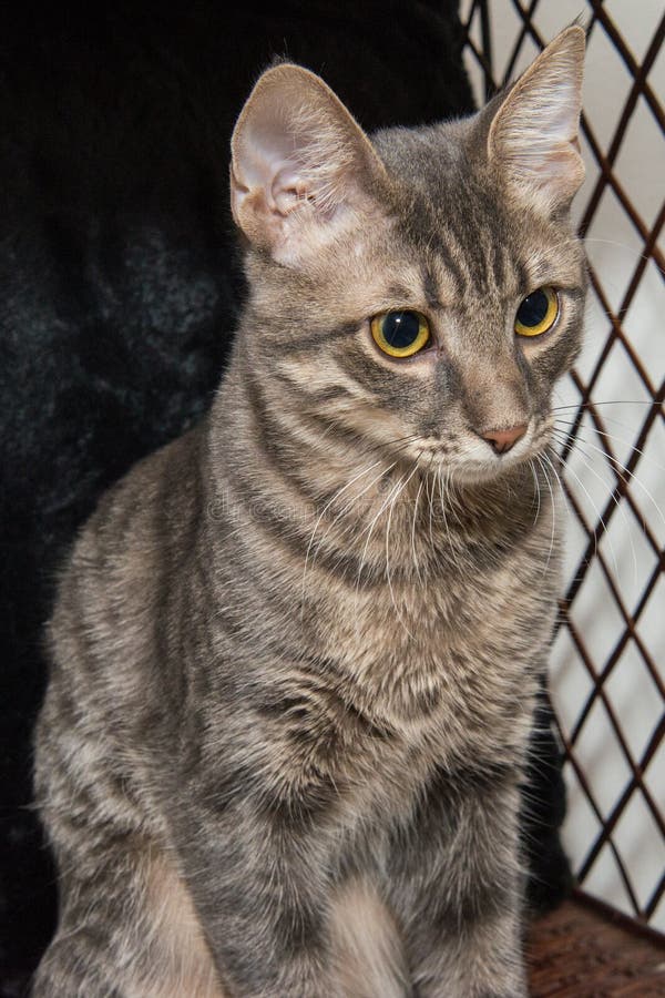 Grey Stripped Mixed-breed Cat Stock Image - Image of brown, blank ...