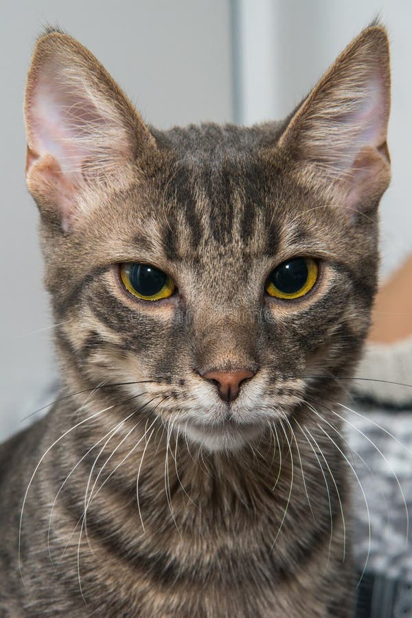 Mix Breed Cat at Henry Copeland blog