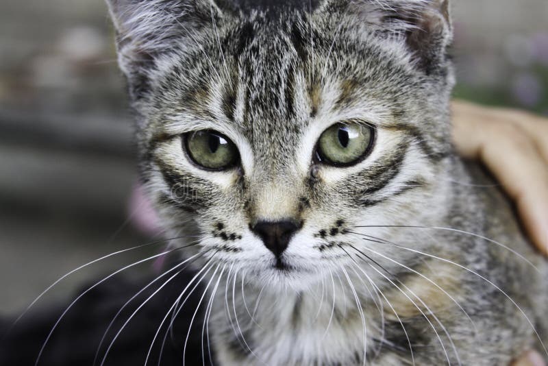 Grey stripy cat stock photo. Image of feline, cozy, fluffy - 11405616