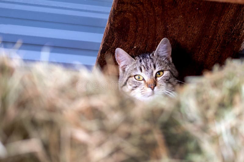 Tabby Cat stock photo. Image of domestic, animal, look - 69907052