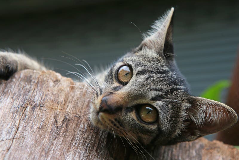 Grey Tabby Cat Lay Down on the Wood. Stock Photo - Image of left, floor ...