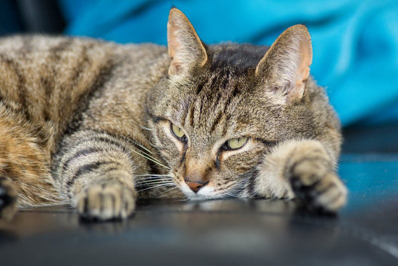 Grey Tabby Cat Laying Sleeping On A Sofa Closeup Stock Image Image Of Front Outdoor 239293335