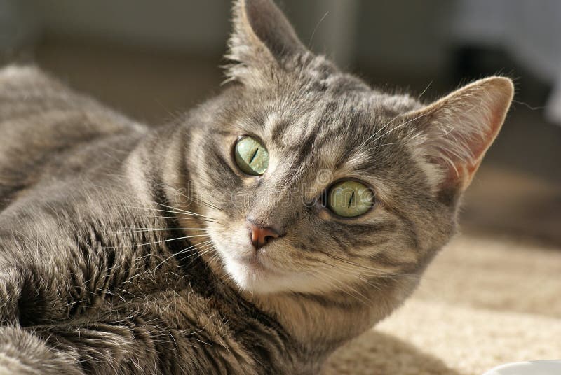Grey Tabby Cat Looking at Camera Stock Photo - Image of kitty, stripes ...