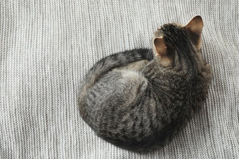 Grey Tabby Cat Lying on Knitted Blanket, Top View. Adorable Pet Stock ...