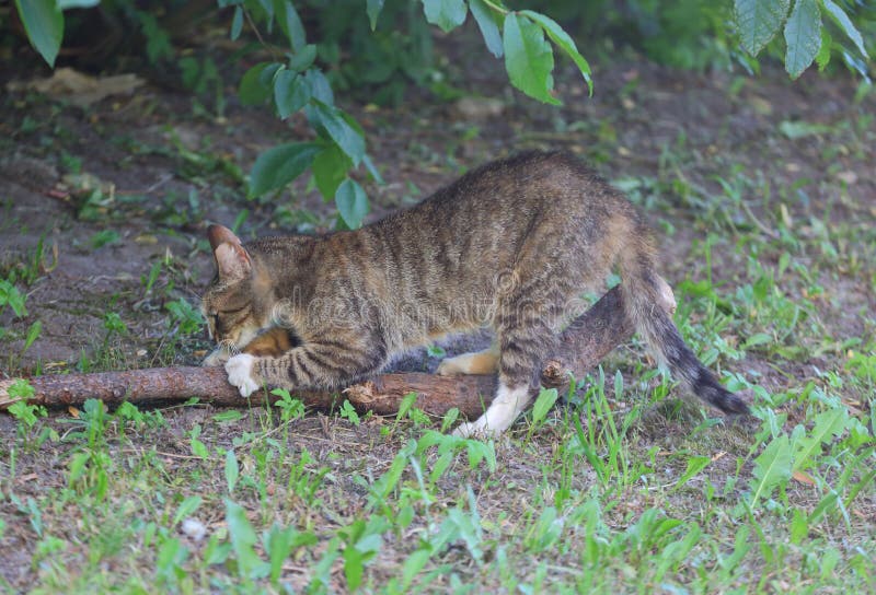 Grey Tabby Cat Sharpens Its Claws on a Broken Branch Stock Image ...