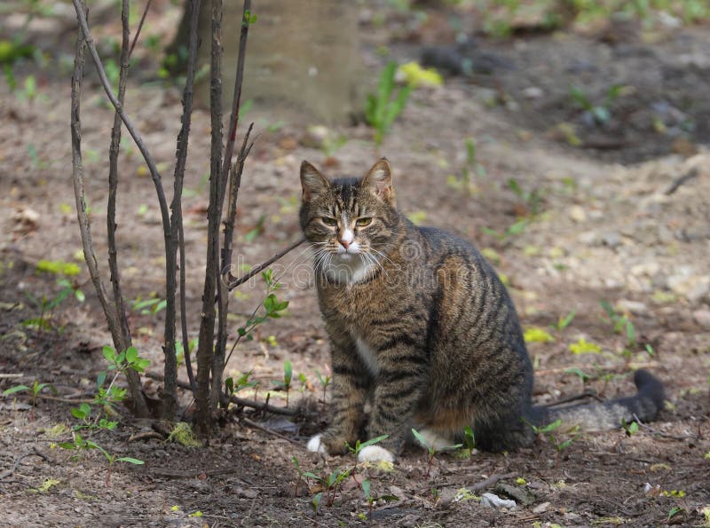 Grey Tabby Cat is Sitting on the Ground Stock Image - Image of outdoor ...