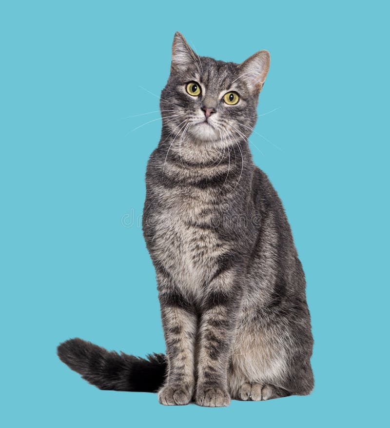 Grey Stripped Mixed-breed Cat Sitting, Isolated Stock Photo - Image of ...