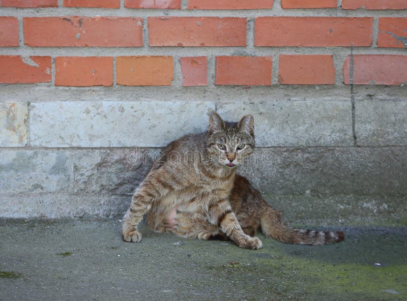 Grey Tabby Cat is Sitting Near a Brick Wall Stock Image - Image of ...