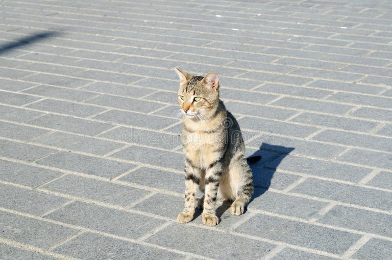 Grey Tabby Cat Sitting on the Street, Istanbul Stock Image - Image of ...