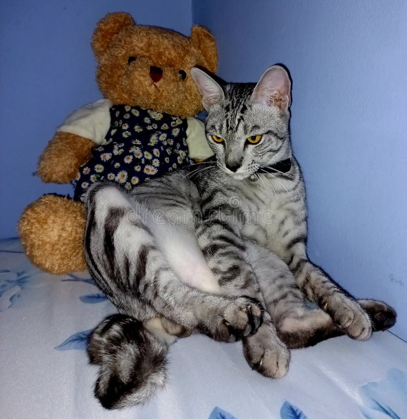 Grey Tabby Cat Staring Pose Stock Image - Image of staring, tabby ...