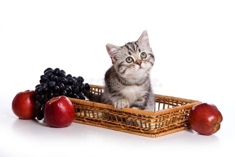 Grey Tabby Kitten British Cat and Fruit Stock Photo - Image of kitten ...