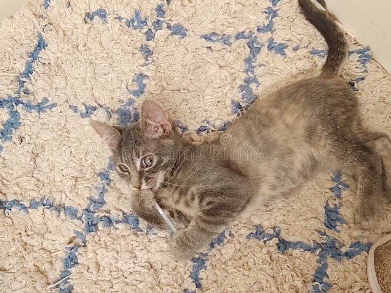 Grey Tabby Kitty Play Time Fun Time Stock Photo - Image of funny, silly ...