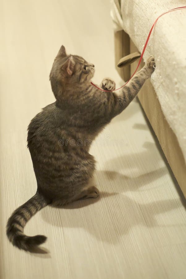 Grey Tabby Kitty Plays with Red String on Sandy Yellow with Brown Sofa ...