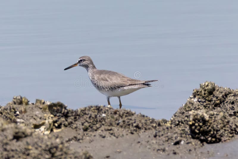 Grey-tailed Tattler in the Tidal Flat Beach Stock Photo - Image of flat ...