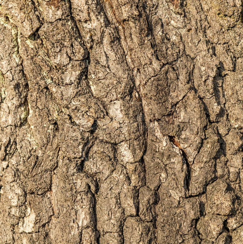 Grey texture of tree bark stock image. Image of aging - 169844261