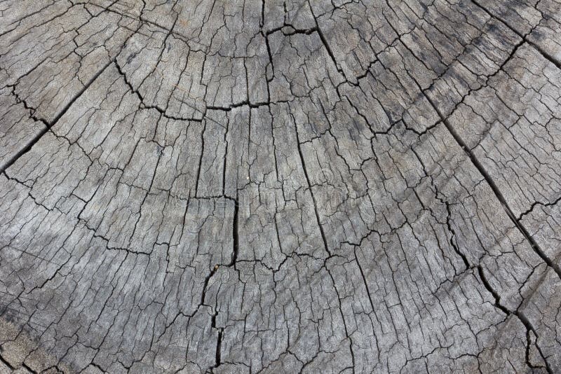Grey texture of tree stump stock image. Image of grey - 43662941