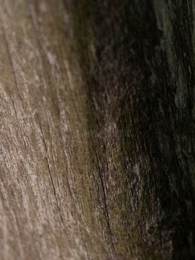 Grey Texture of a Wooden Pole Stock Image - Image of rock, brown: 305553659