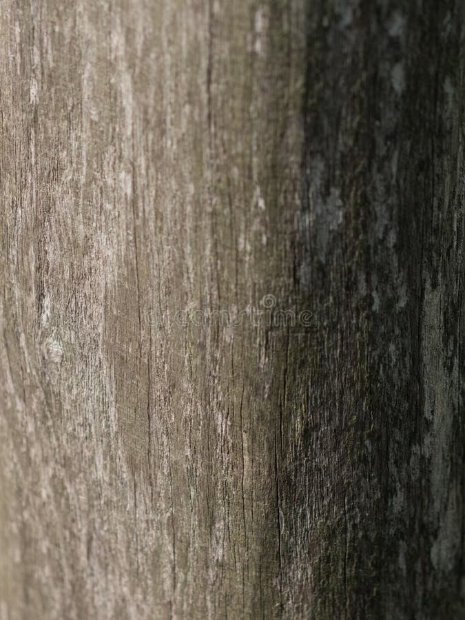 Grey Texture of a Wooden Pole Stock Image - Image of brown, leaf: 305553677