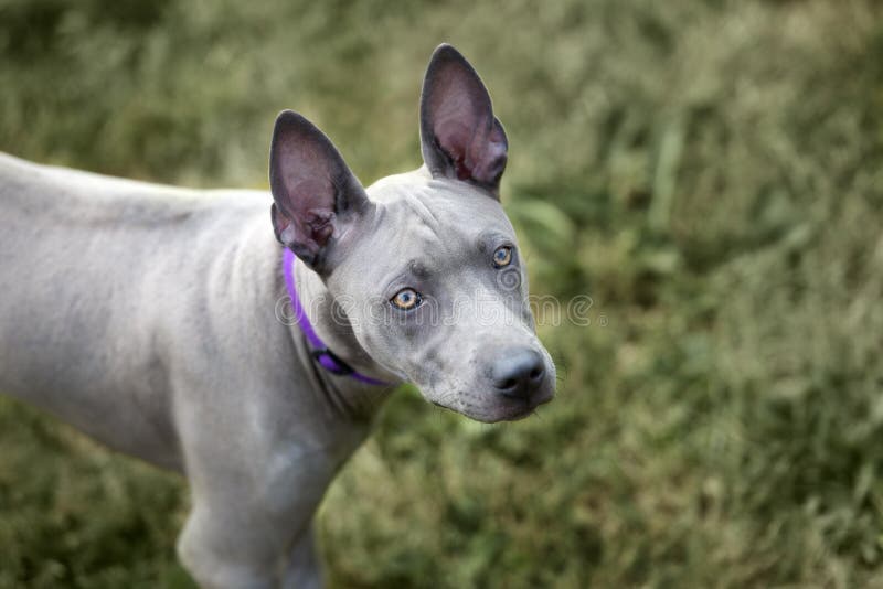 Young Thai Ridgeback Dog Posing Outdoors Stock Photo - Image of ridge ...
