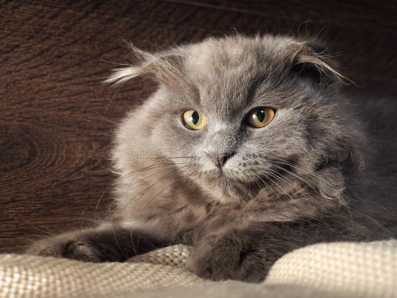 Grey Thoroughbred Cat with Round Yellow Eyes. Funny Cat, Strongly Hairy ...