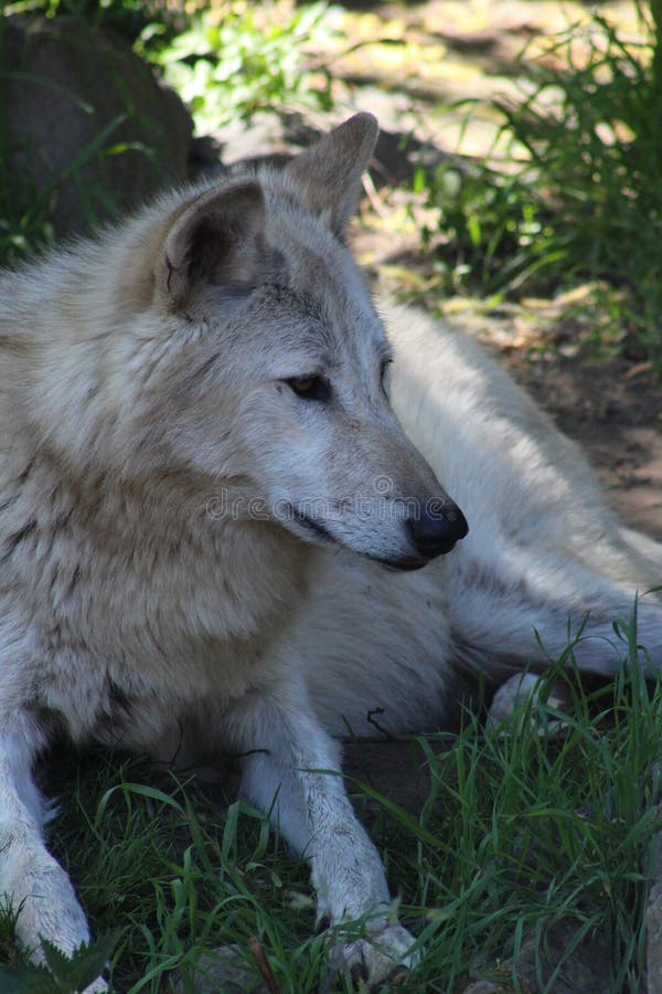 Grey Timber Wolf Laying in a Grassy Meadow, Taking a Break from the Sun ...