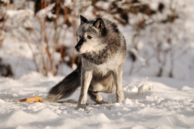 Grey Timber wolf in snow stock photo. Image of mountain - 22853916