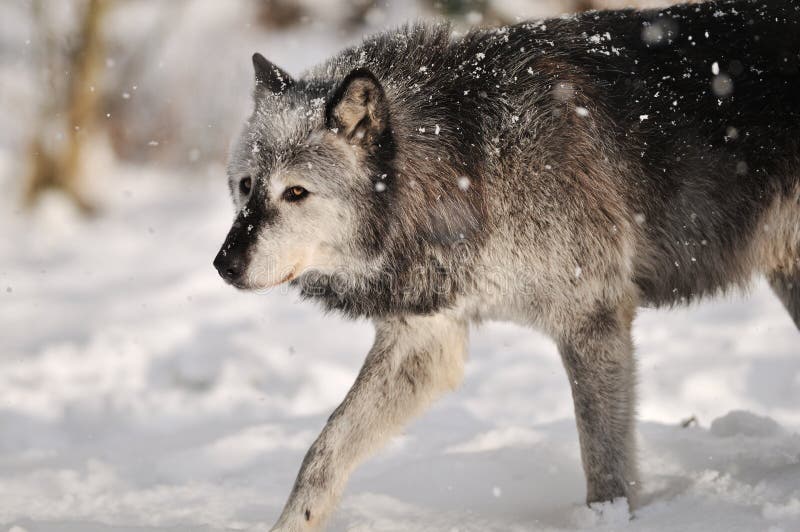 Grey Timber wolf in snow stock image. Image of wild, wolf - 22853919
