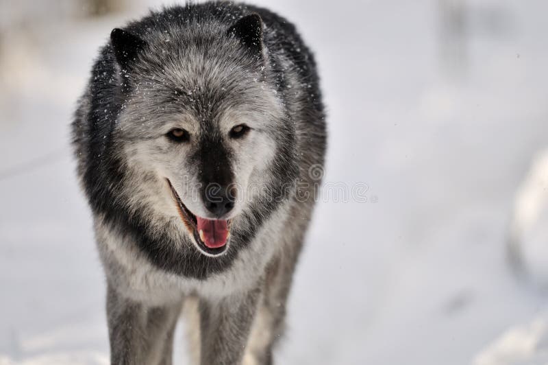 Grey Timber wolf in snow stock photo. Image of wolfdog - 22889994
