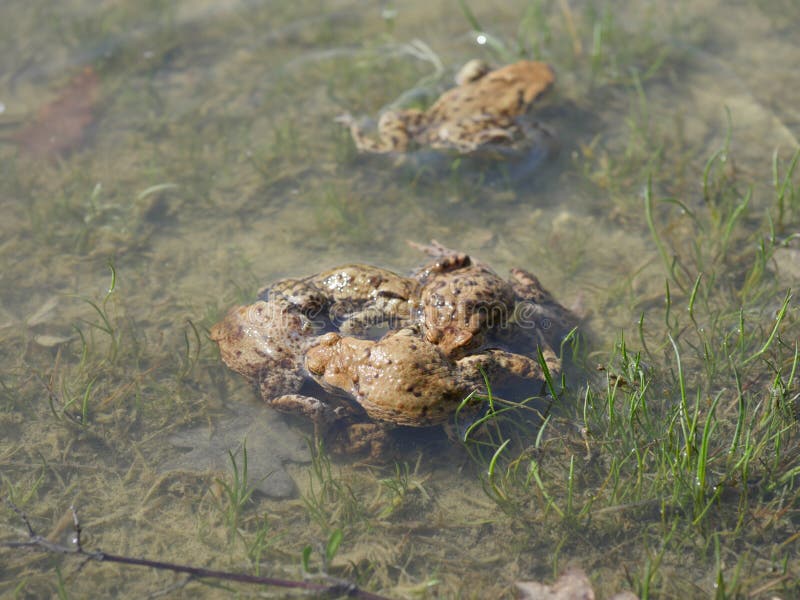 Grey toads amplexus stock image. Image of wildlife, animal - 89740905