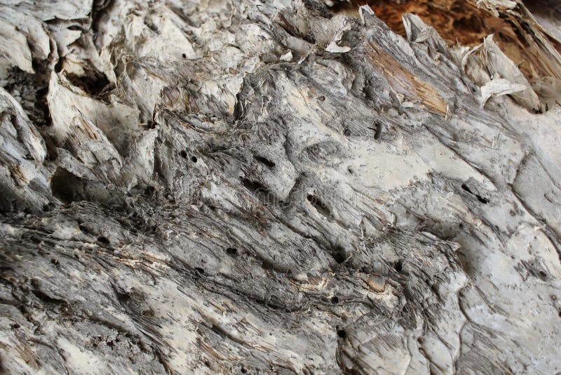 Grey Tree Bark stock photo. Image of closeup, grey, colourations ...