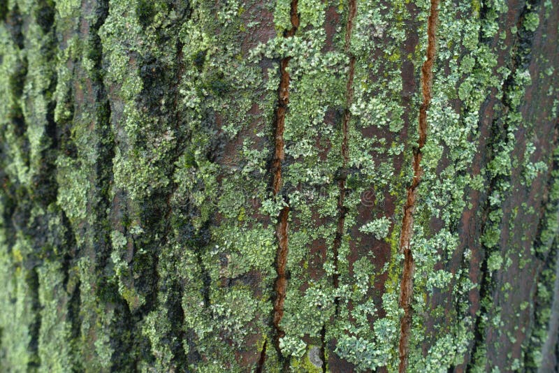 Gray Tree Bark Covered with Moss and Lichen Stock Photo - Image of ...