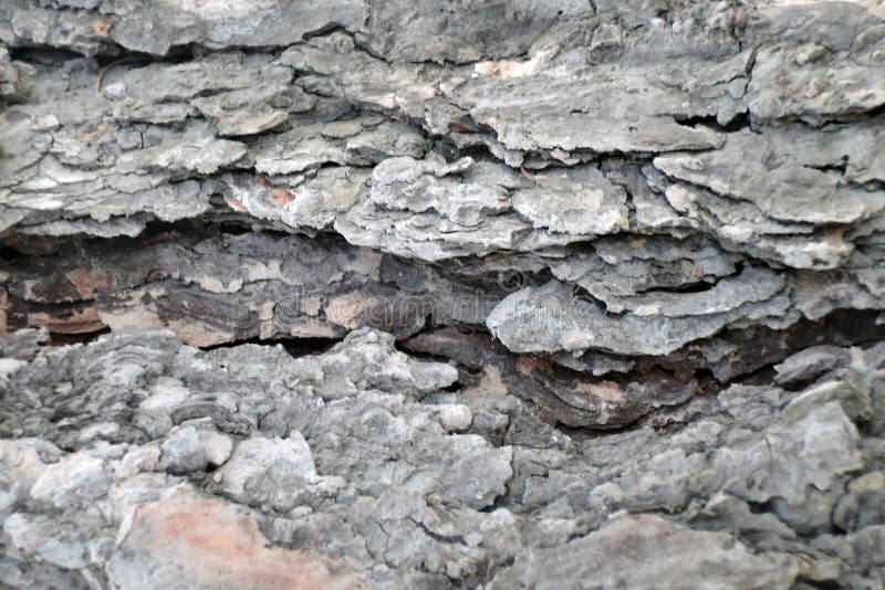 Grey Tree Bark Texture Color Photo Stock Image - Image of closeup ...