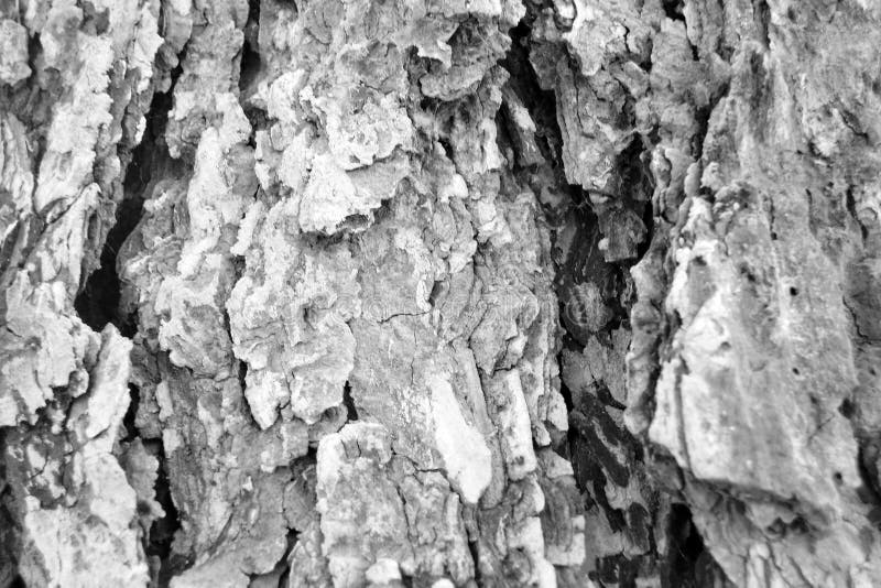 Grey Tree Bark Texture Color Photo Stock Image - Image of paper, nature ...