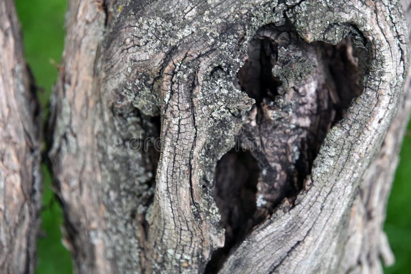 Grey Tree Bark Texture Color Photo Stock Photo - Image of grunge ...