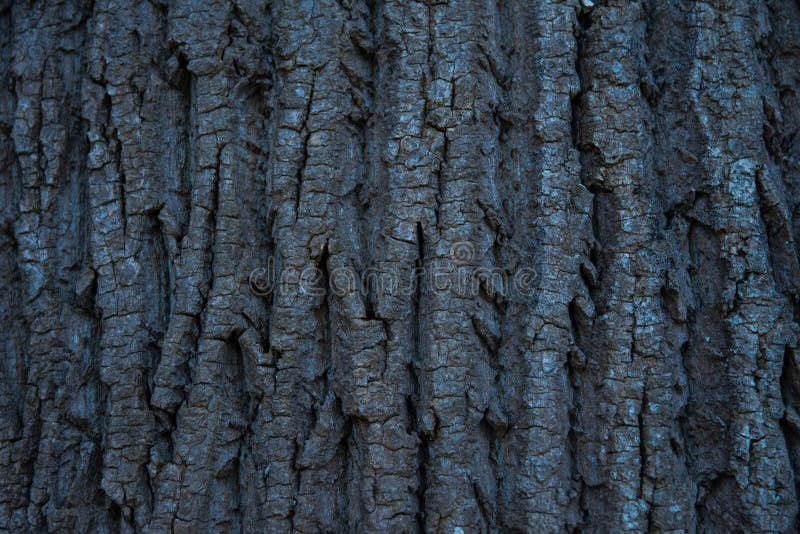 Grey tree bark stock photo. Image of textures, pattern - 140491284