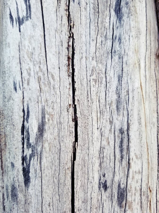 Grey tree dry wood craked stock photo. Image of branch - 191646218