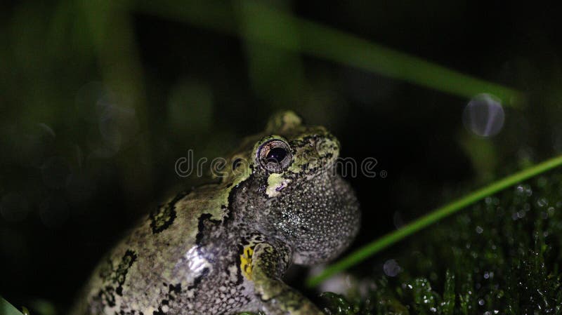 Tree frog calling stock photo. Image of wildlife, nature - 205861370