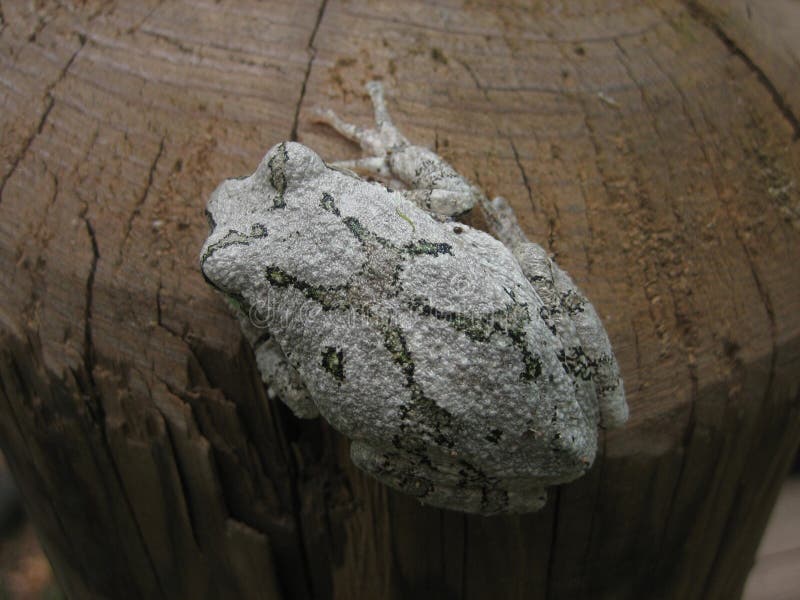 Grey Tree frogs Back stock image. Image of treefrog, frogs - 57115289