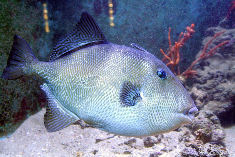 Grey Triggerfish 2 stock photo. Image of nice, cold, grey - 1358200