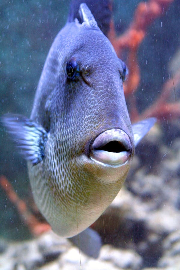 Grey Triggerfish 2 stock photo. Image of poikilotherm - 1358200