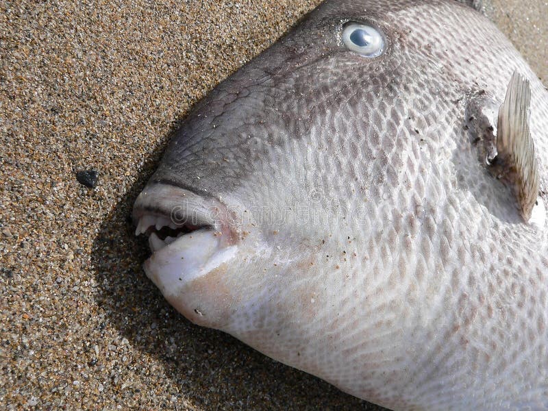 Grey Triggerfish. Balistes Capriscus (Gmelin, 1789) Stock Image - Image ...