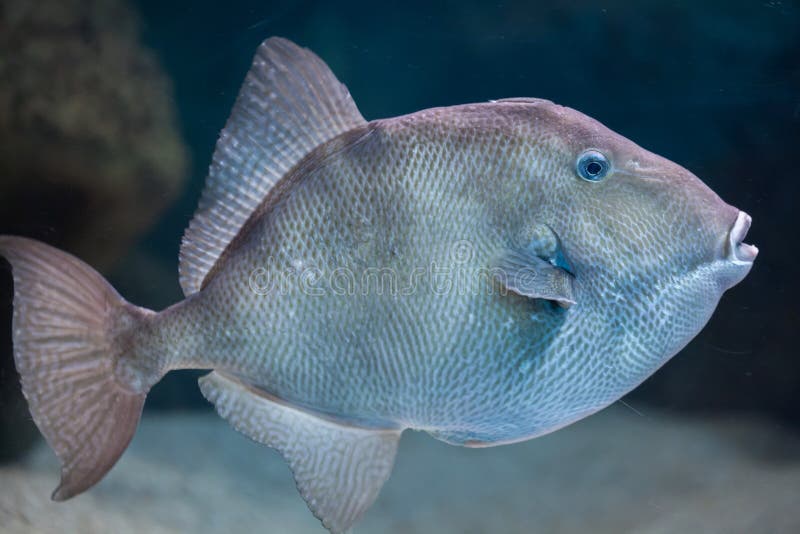 Grey Triggerfish Balistes Capriscus. Stock Image - Image of fish ...