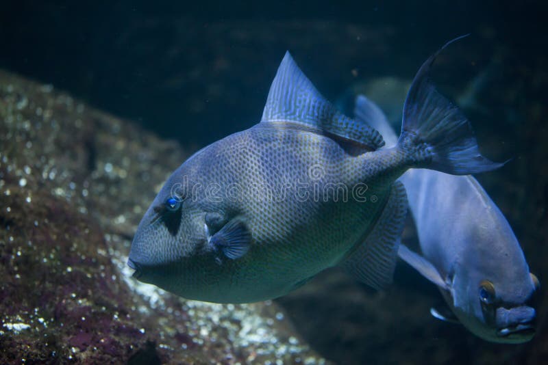 Grey Triggerfish Balistes Capriscus. Stock Photo - Image of balistes ...